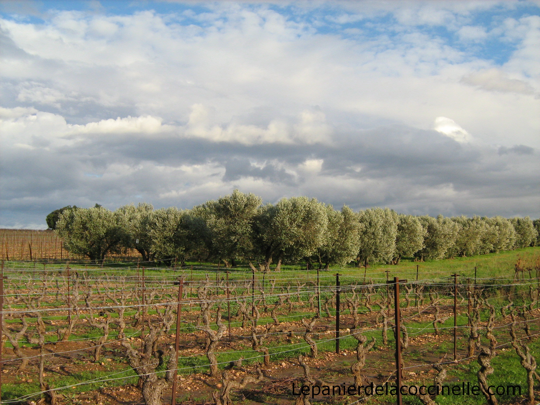 Cueillette des olives | Récolte manuelle artisanale | De l'olivier au ...