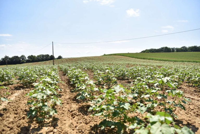 Jean Fil – Le premier coton de France | Vêtements 100% Made in France