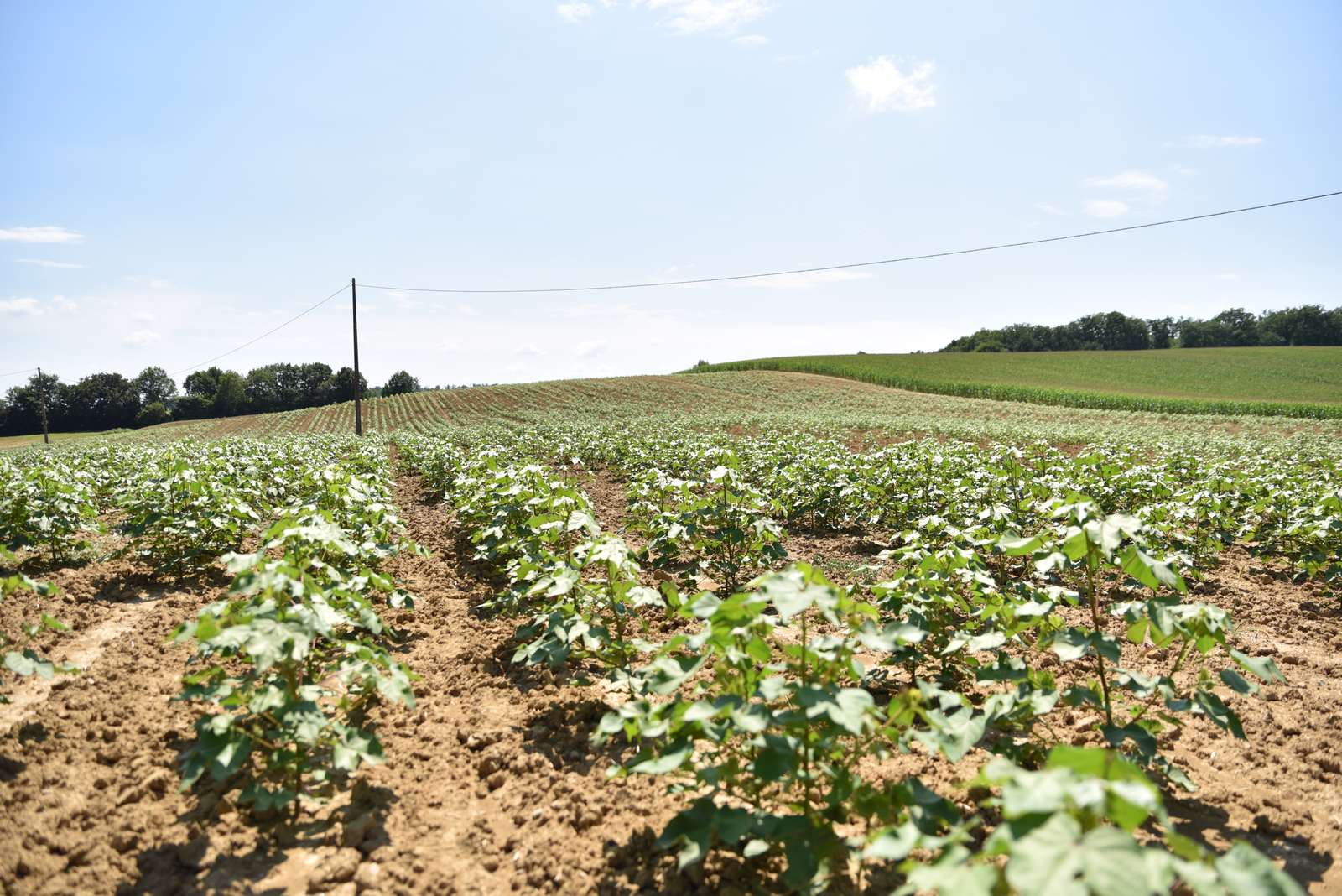 Jean Fil – Le premier coton de France | Vêtements 100% Made in France