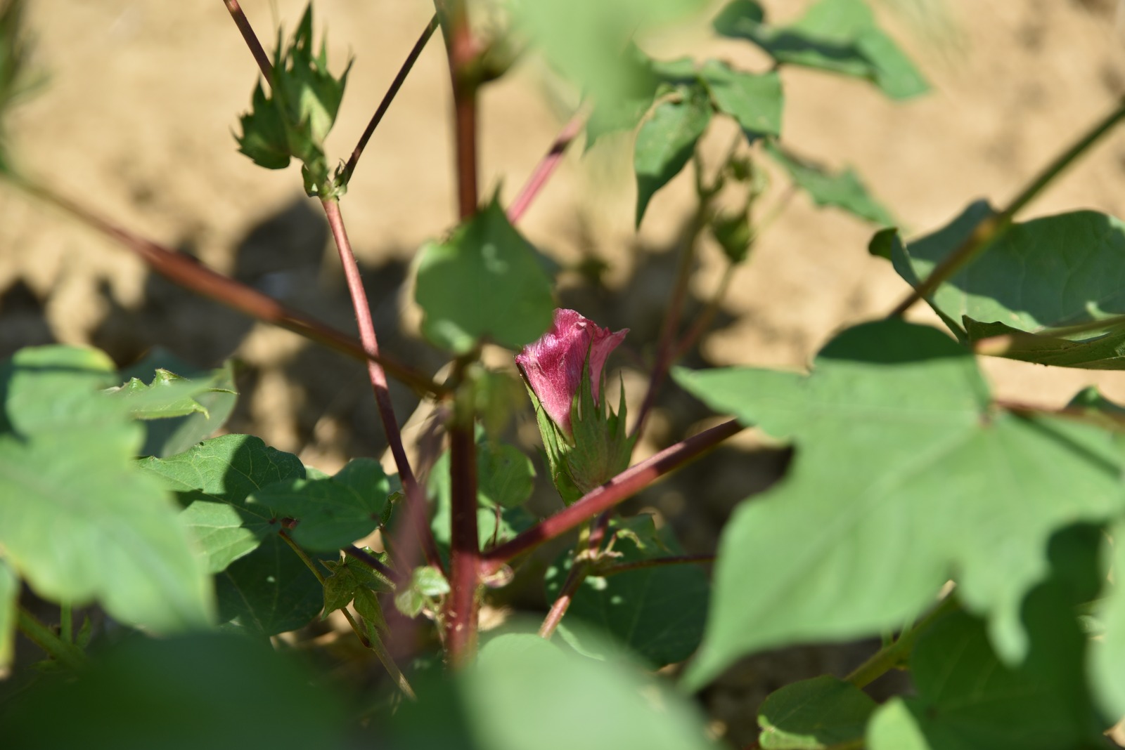 Jean Fil – Le premier coton de France | Vêtements 100% Made in France