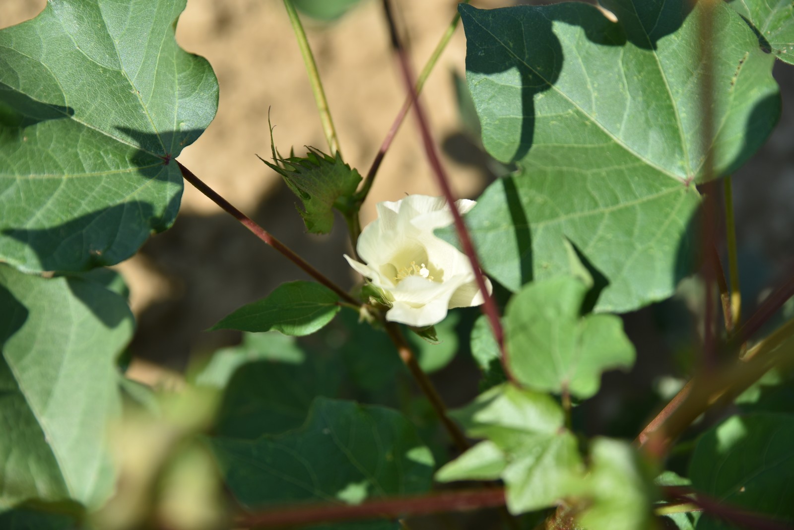 Jean Fil – Le premier coton de France | Vêtements 100% Made in France