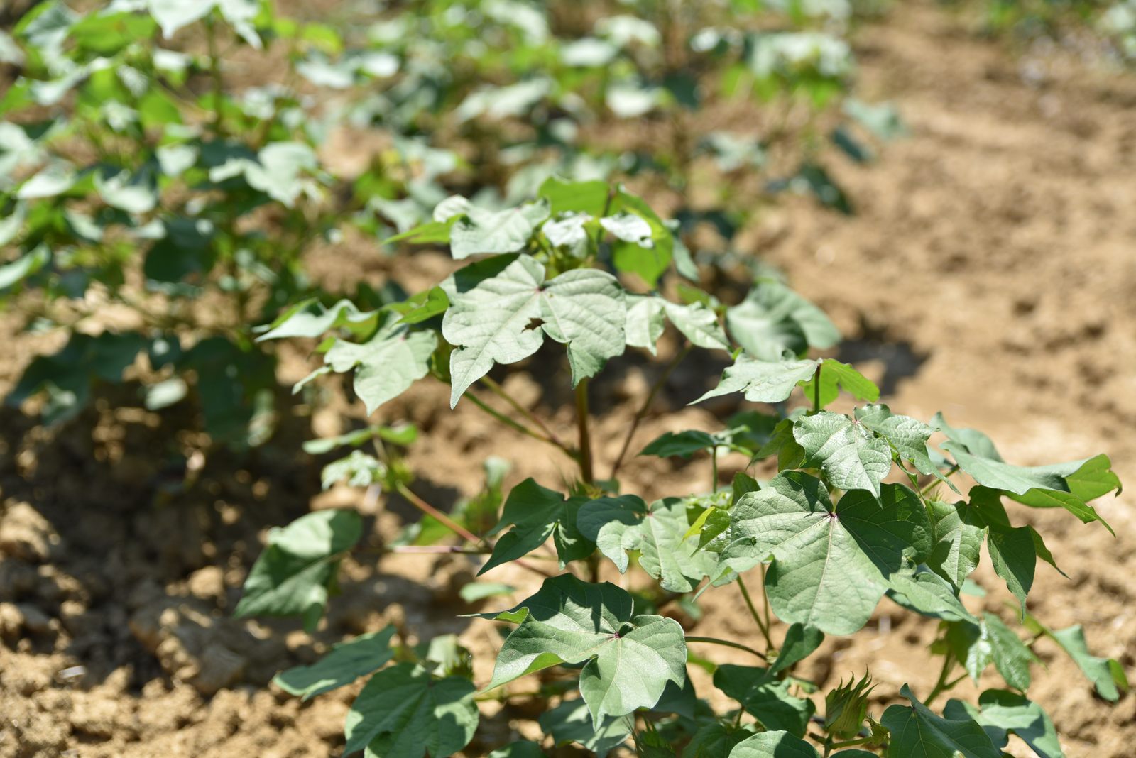 Jean Fil – Le premier coton de France | Vêtements 100% Made in France